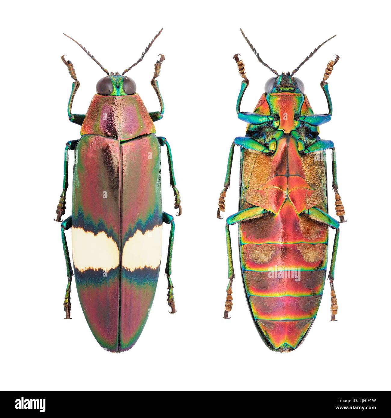 Insect collection of shining jewel beetles specimen isolated on white ...