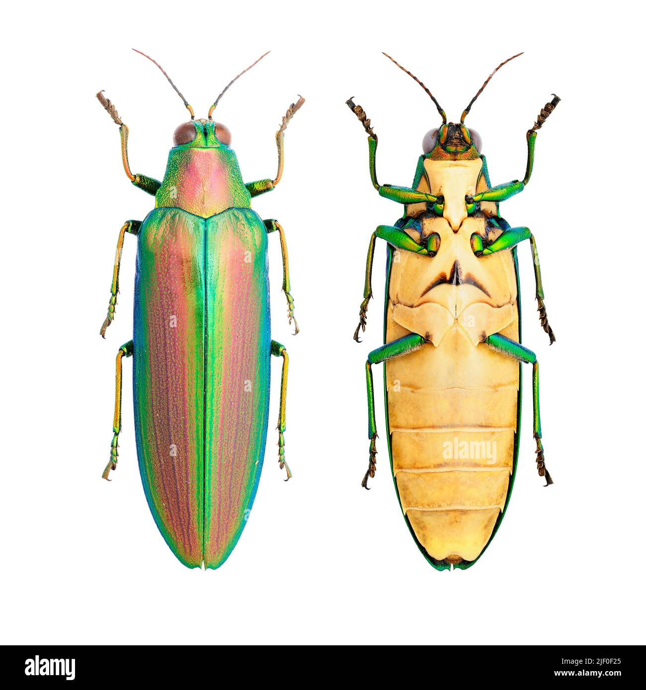 Insect collection of shining jewel beetles specimen isolated on white ...