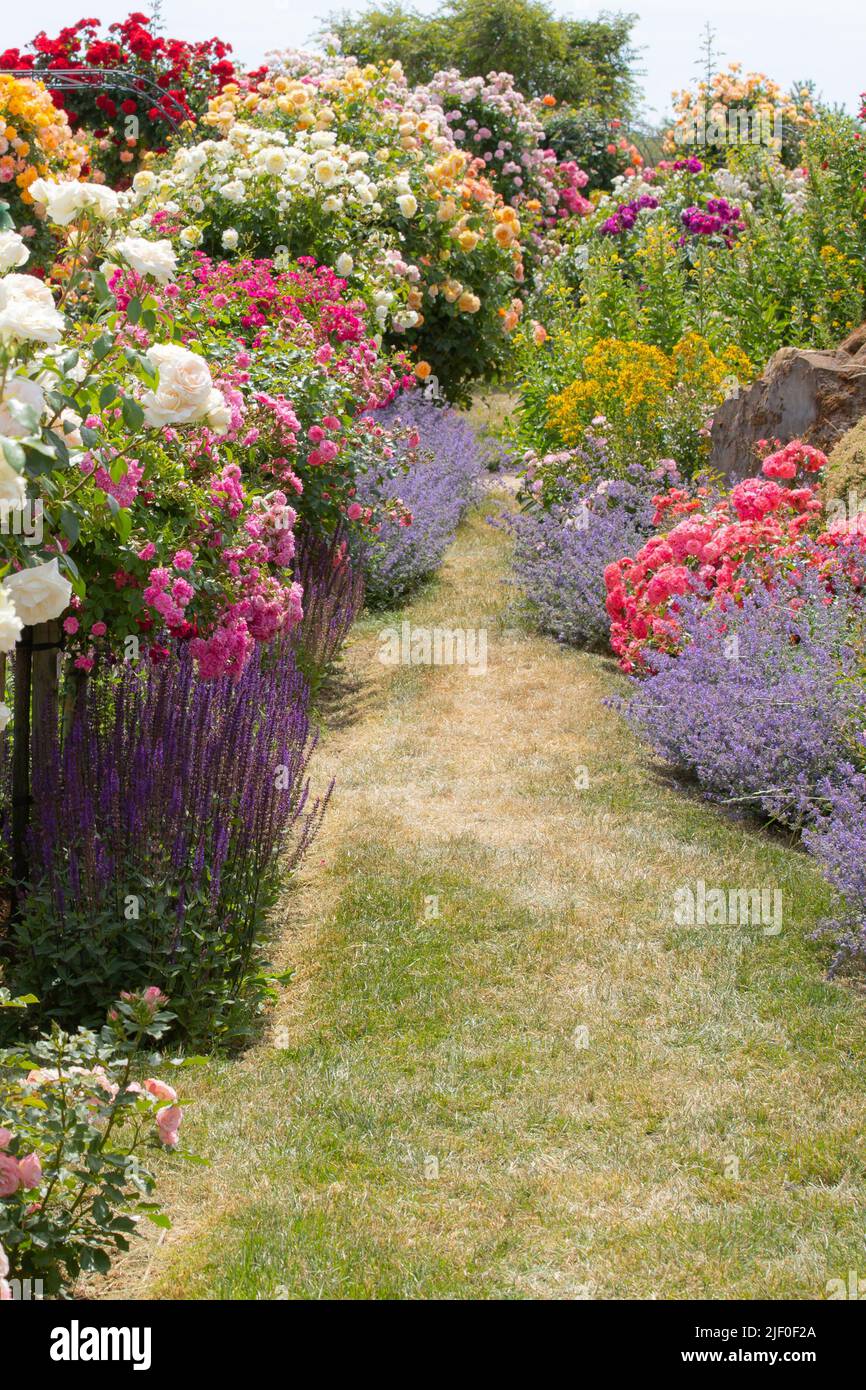 a footway between a variety of rose bushes in different colors with ...