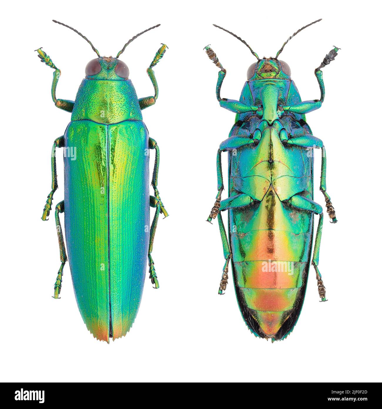 Insect collection of shining jewel beetles specimen isolated on white ...