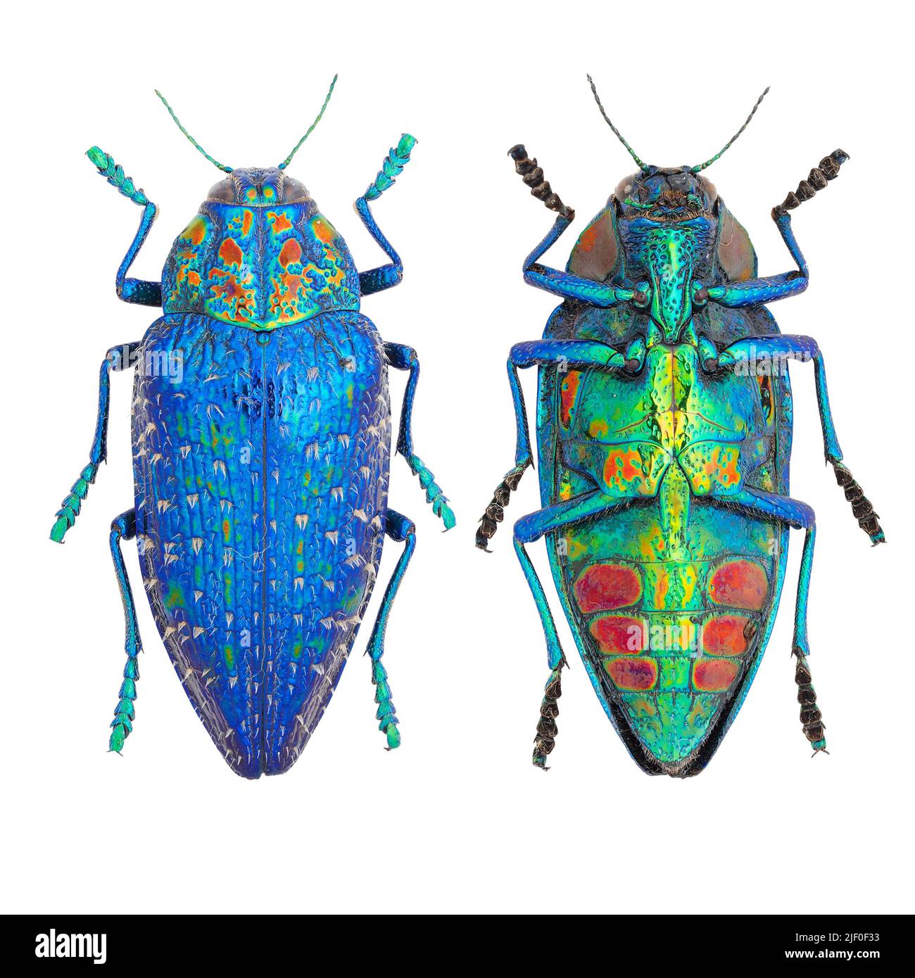 Insect collection of shining jewel beetles specimen isolated on white ...