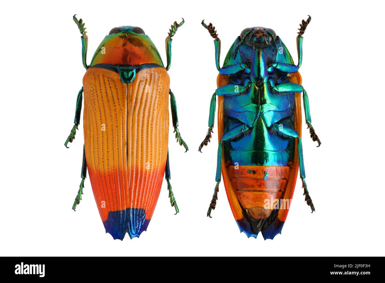 Insect collection of shining jewel beetles specimen isolated on white ...