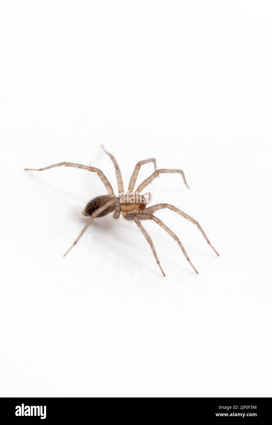 Insect in the house Cut Out Stock Images & Pictures - Alamy