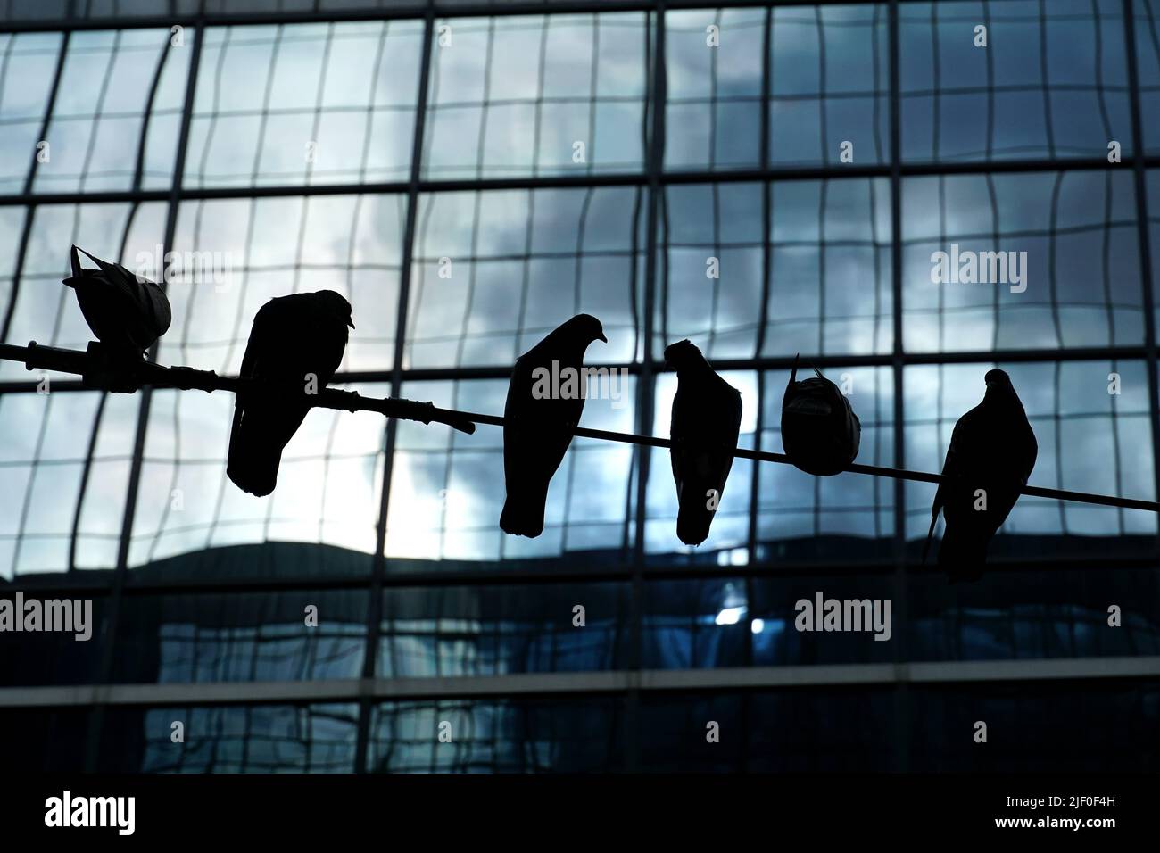 Toronto pigeons hi-res stock photography and images - Alamy