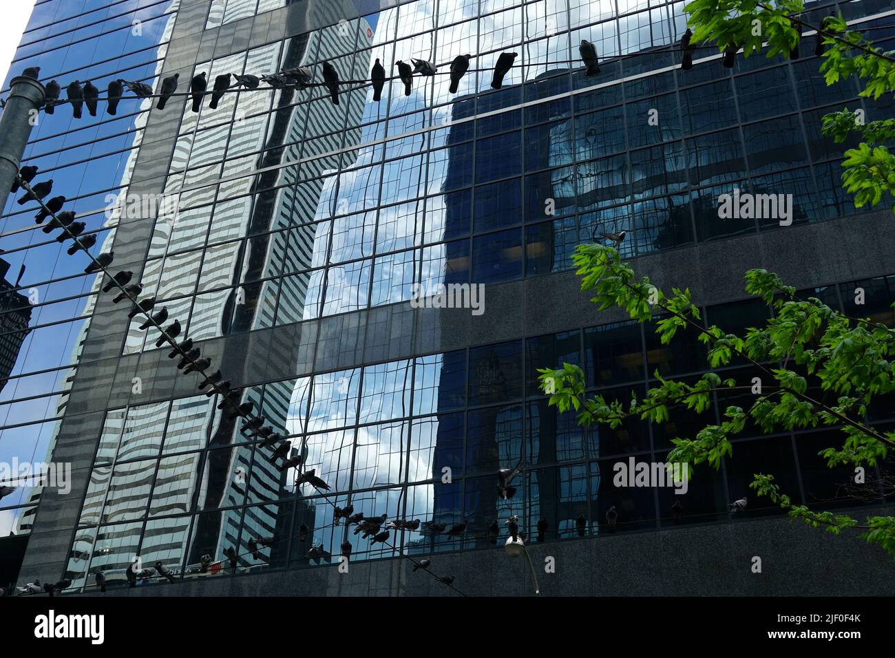 Toronto pigeons hi-res stock photography and images - Alamy