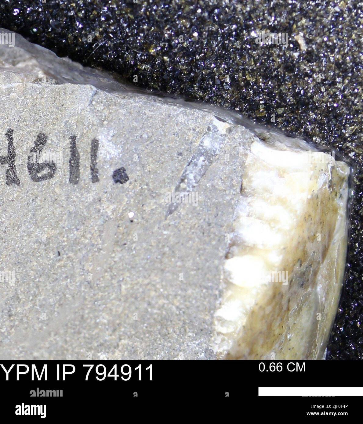 Sphenodiscus sp hi-res stock photography and images - Alamy