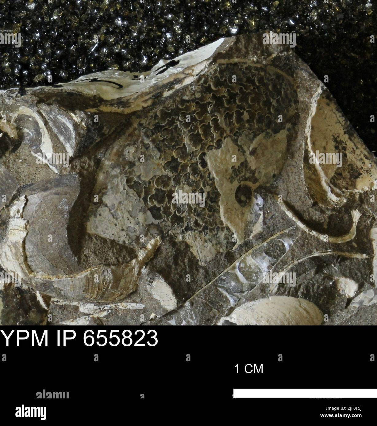 Sphenodiscus hi-res stock photography and images - Alamy