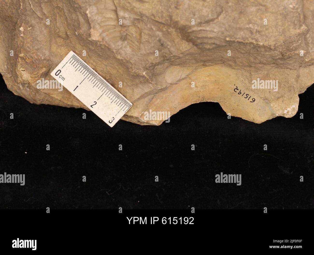 Inoceramus labiatus animalia hi-res stock photography and images - Alamy