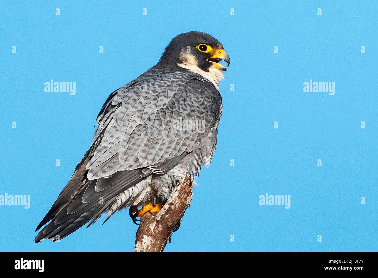 Close up falcon hi-res stock photography and images - Alamy