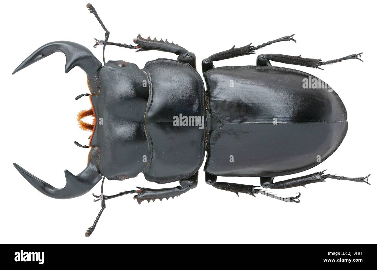 Insect collection of a stag beetle specimen isolated on white ...