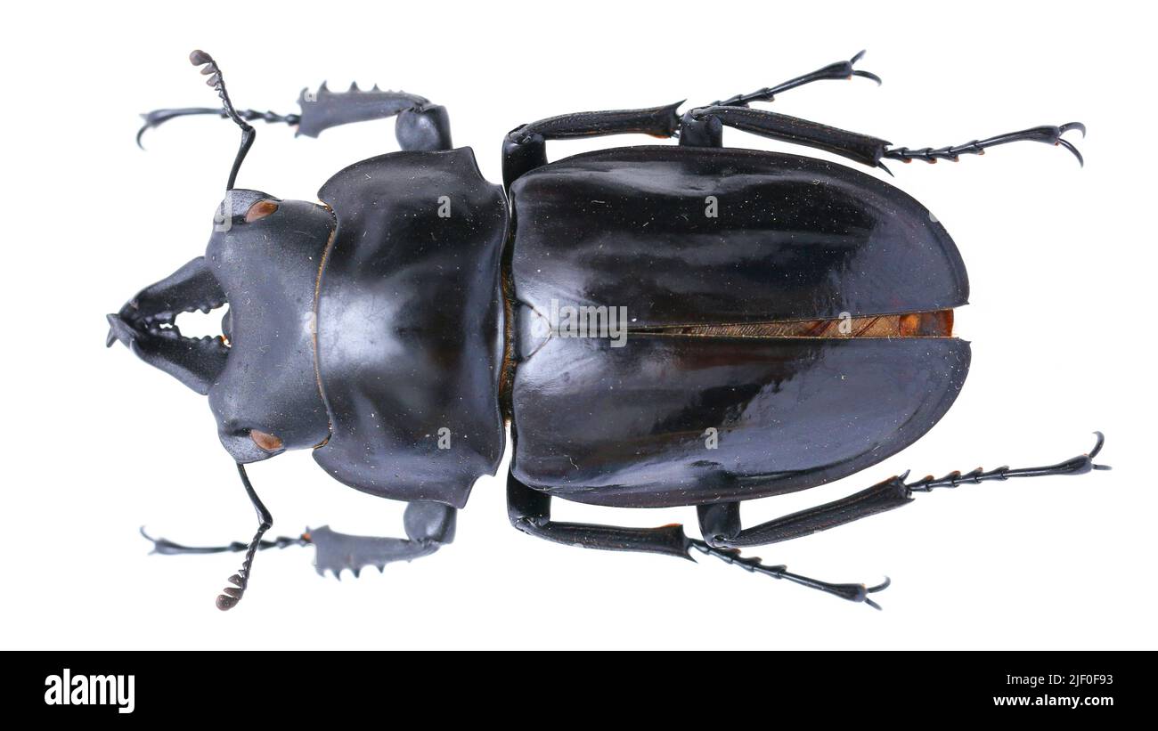 Insect collection of a stag beetle specimen isolated on white ...