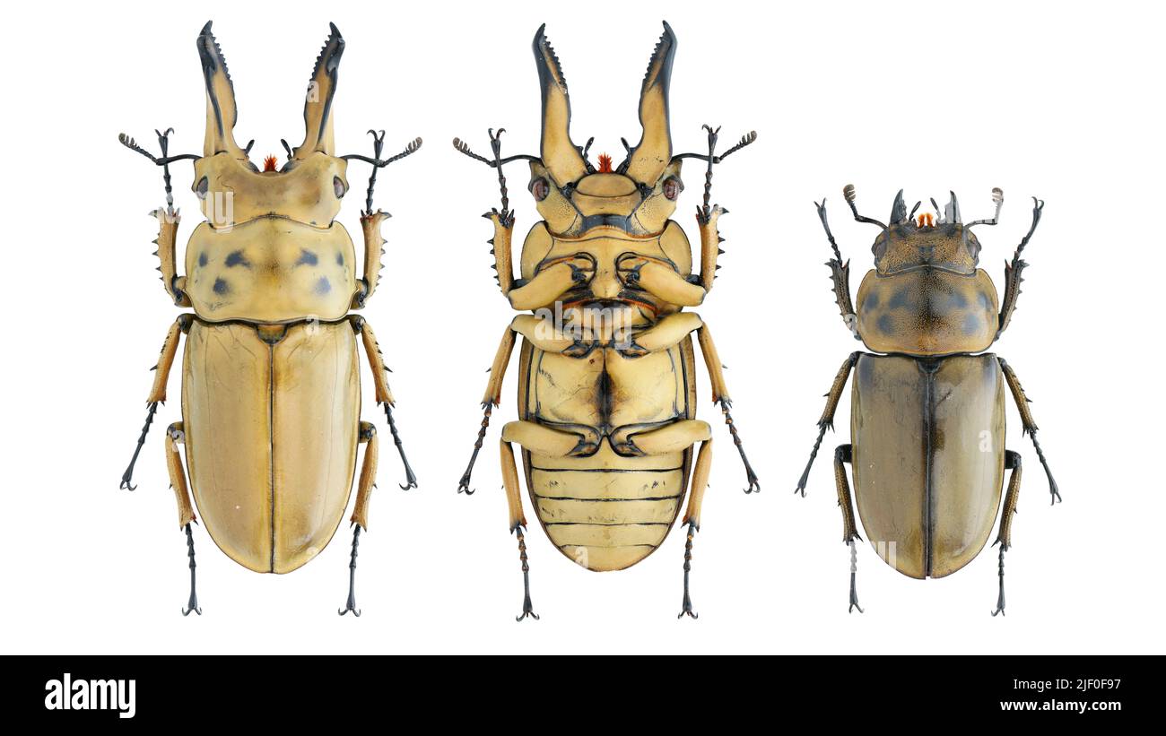 Insect collection of a stag beetle specimen isolated on white ...