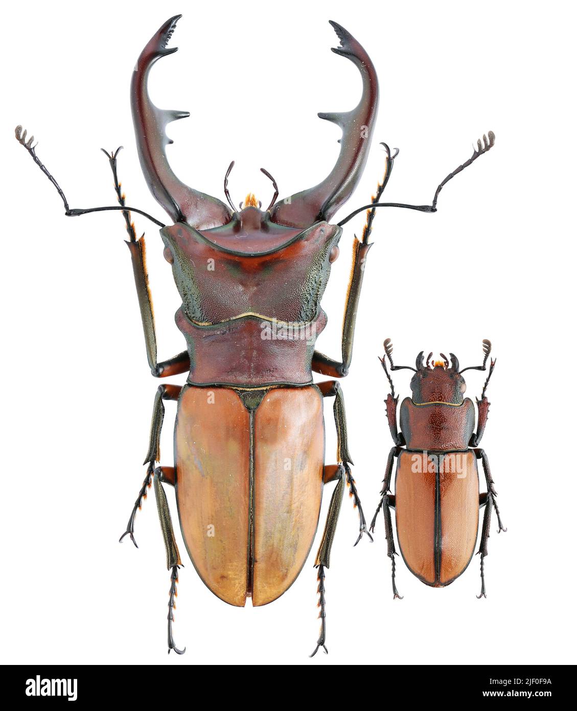 Insect collection of a stag beetle specimen isolated on white ...