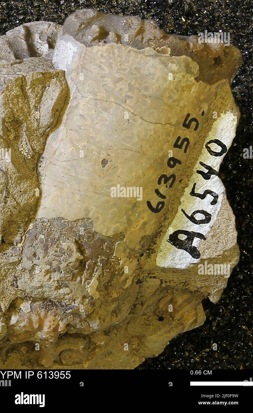 Baculites sp animalia hi-res stock photography and images - Alamy