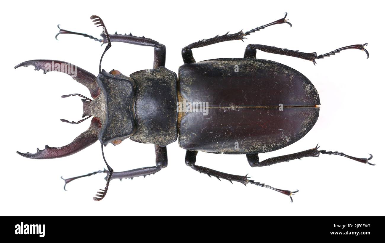 Insect collection of a stag beetle specimen isolated on white ...