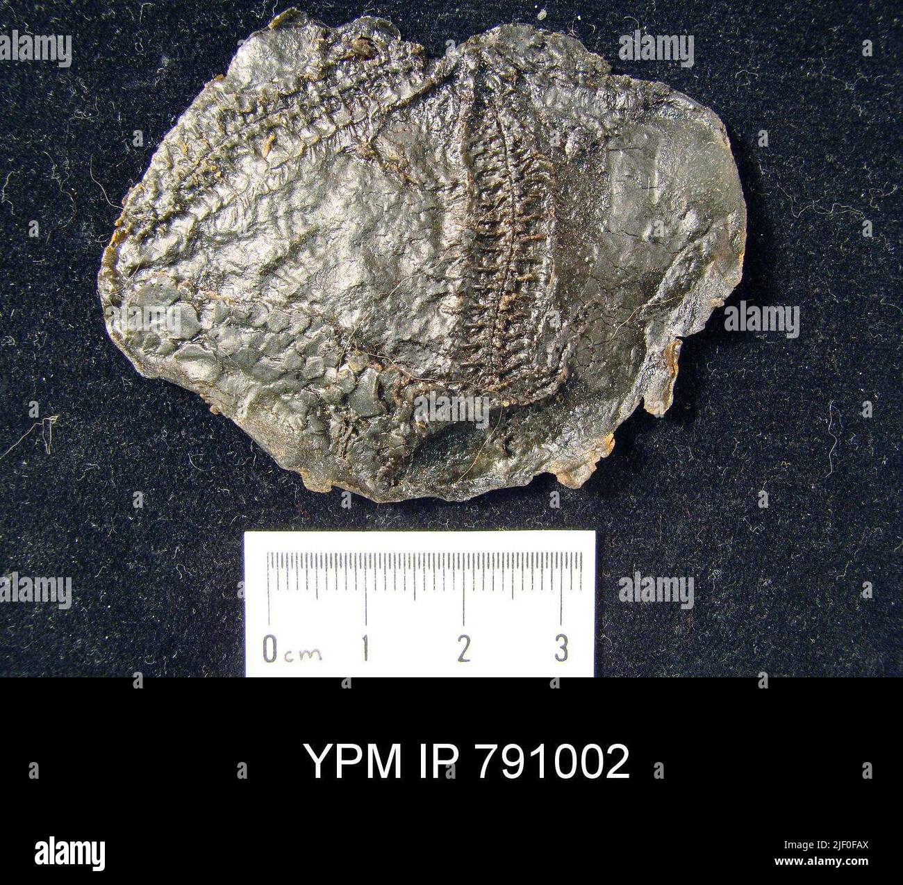 Bohemura jahni Jaekel, 1903 Stock Photo - Alamy