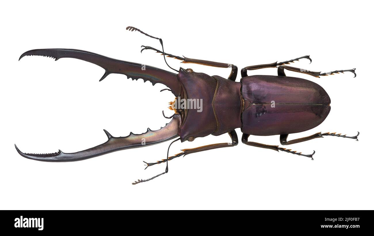 Insect collection of a stag beetle specimen isolated on white ...