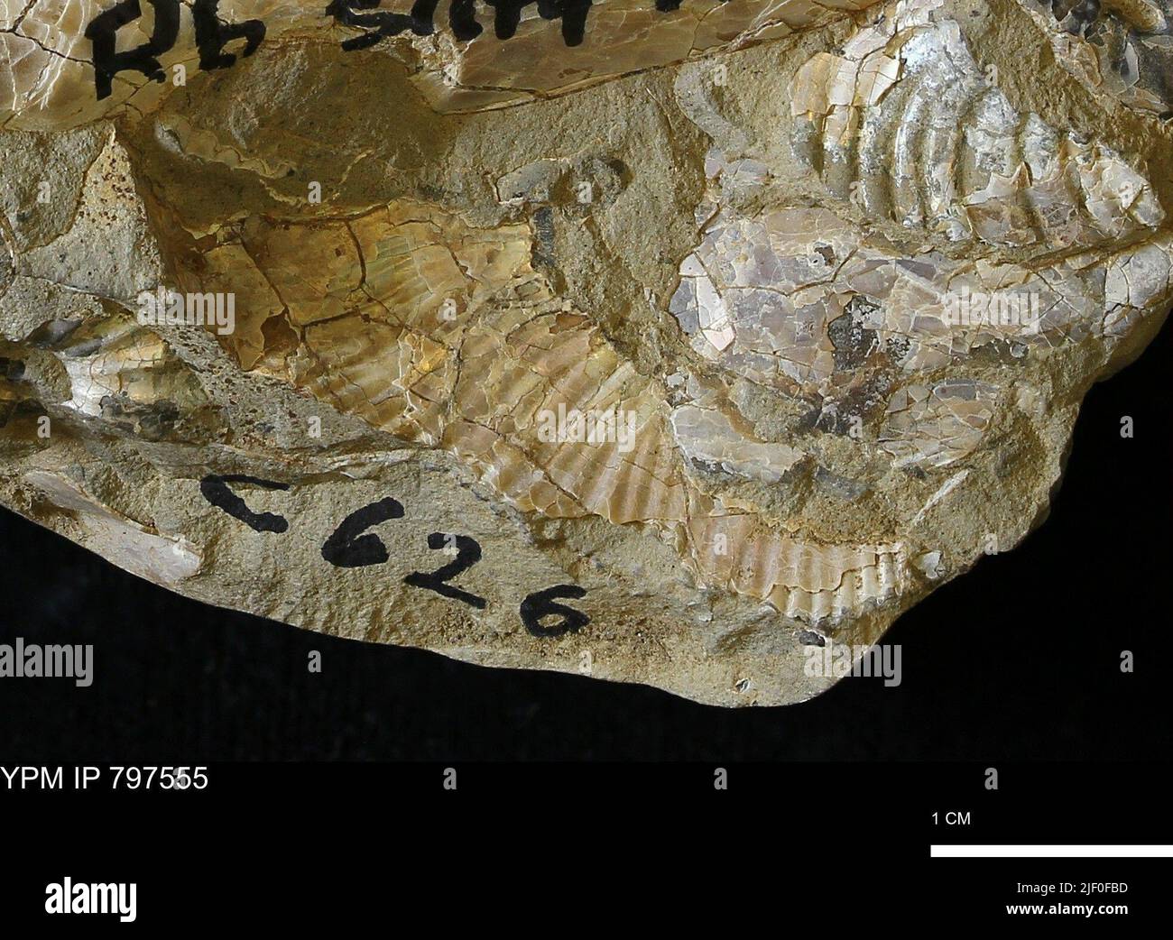 Cretaceous nautiloid hi-res stock photography and images - Alamy