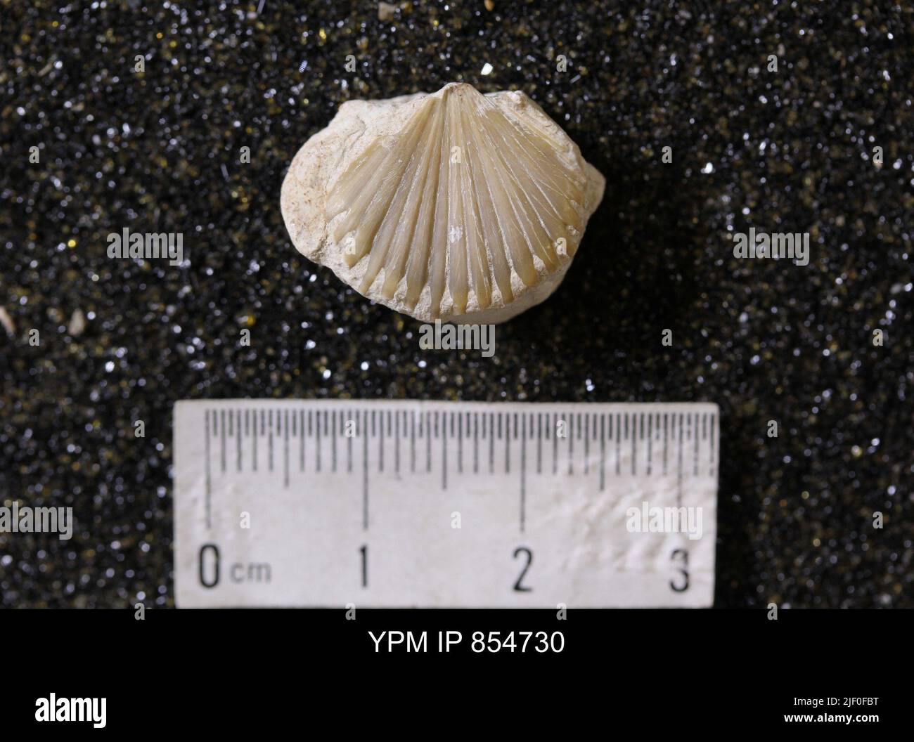 Neithea hi-res stock photography and images - Alamy