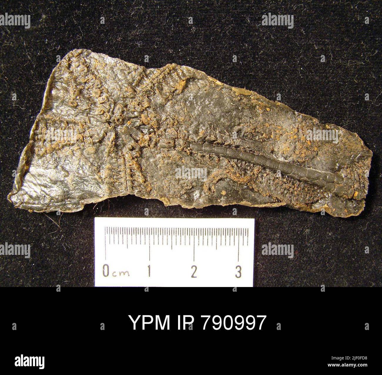 Jaekel hi-res stock photography and images - Alamy