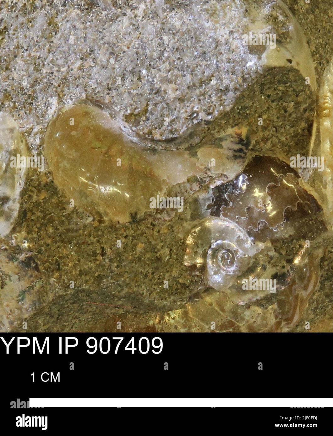 Subclass ammonoidea hi-res stock photography and images - Alamy