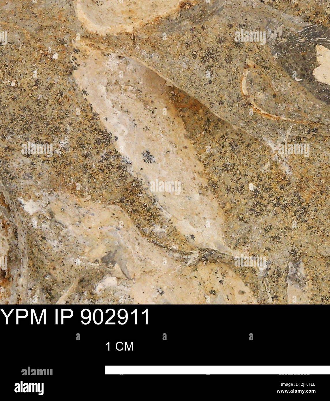 Fossilized bodies hi-res stock photography and images - Alamy
