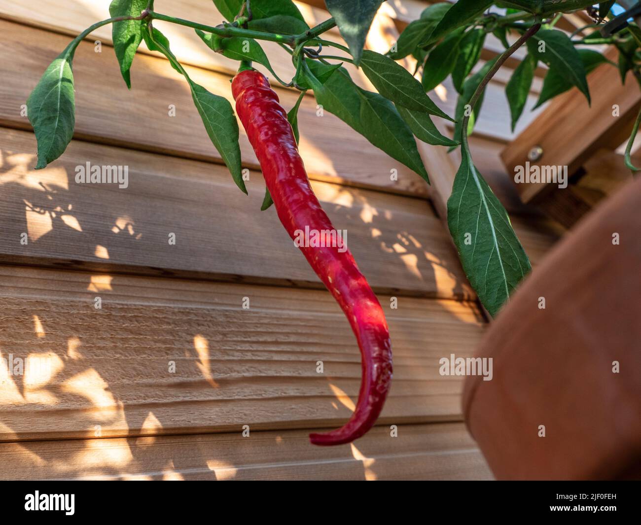 Ornamental edible chilli vegetable hi-res stock photography and images ...