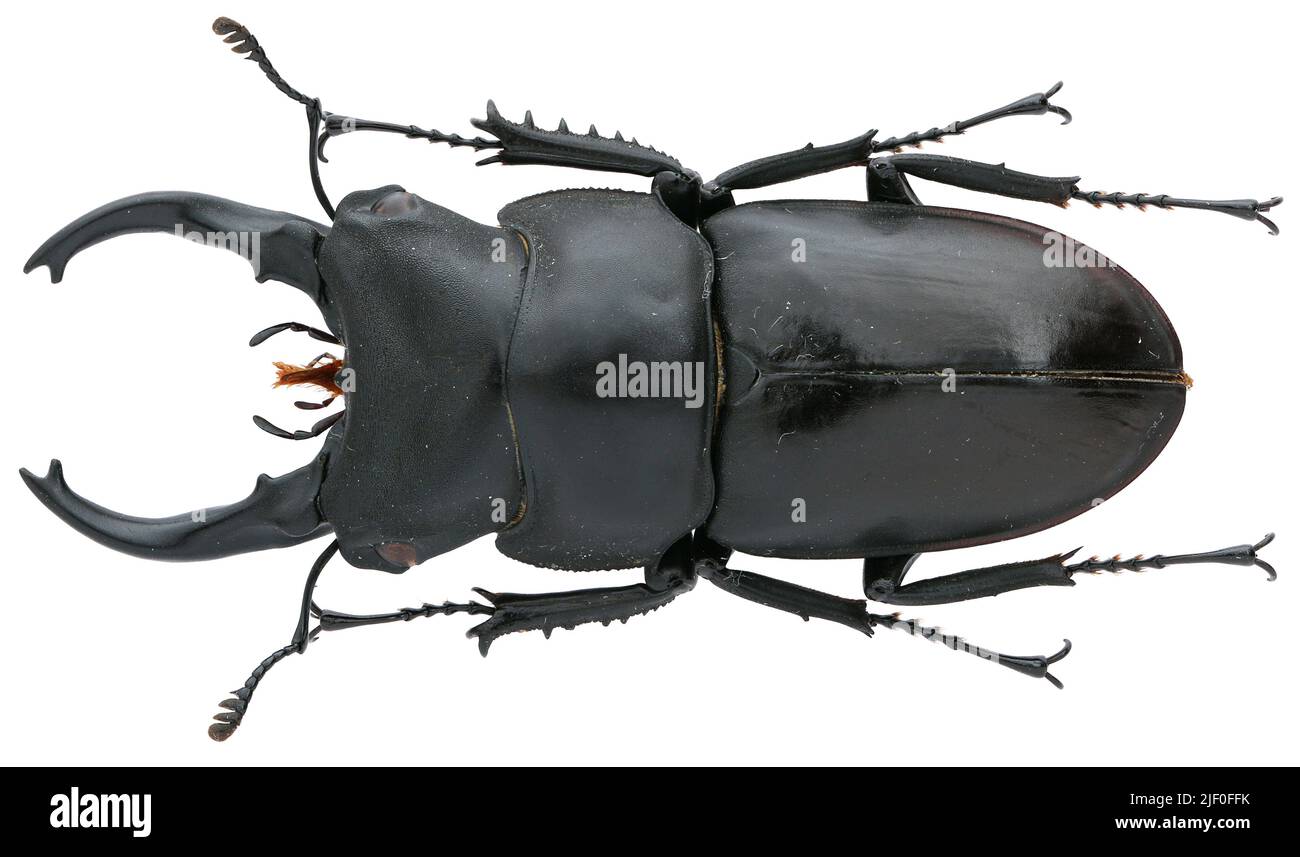 Insect collection of a stag beetle specimen isolated on white ...