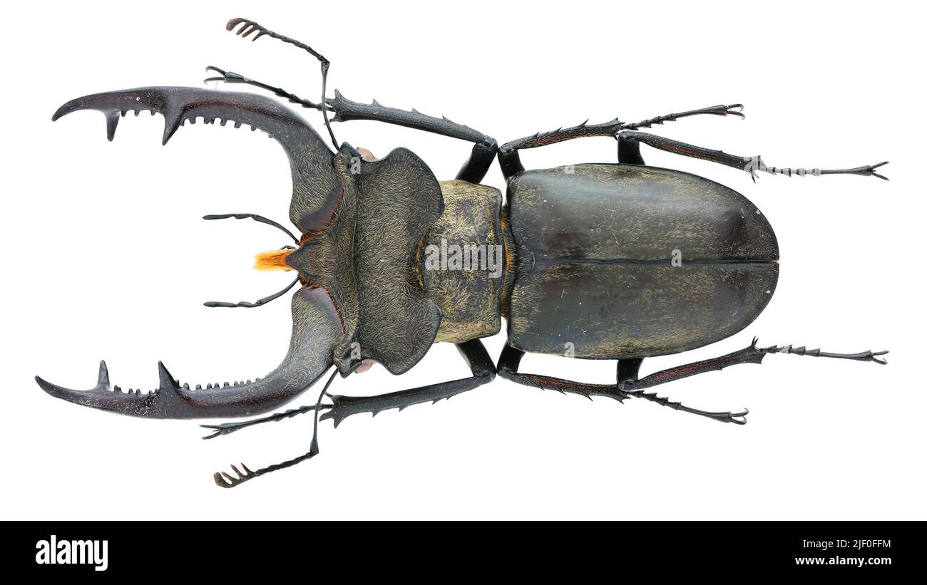 Insect collection of a stag beetle specimen isolated on white ...