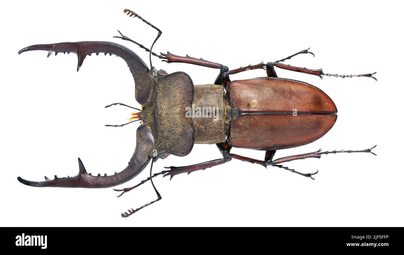 Insect collection of a stag beetle specimen isolated on white ...