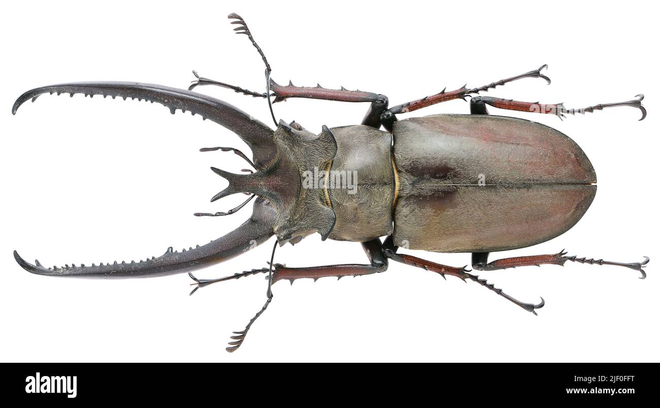 Insect collection of a stag beetle specimen isolated on white ...