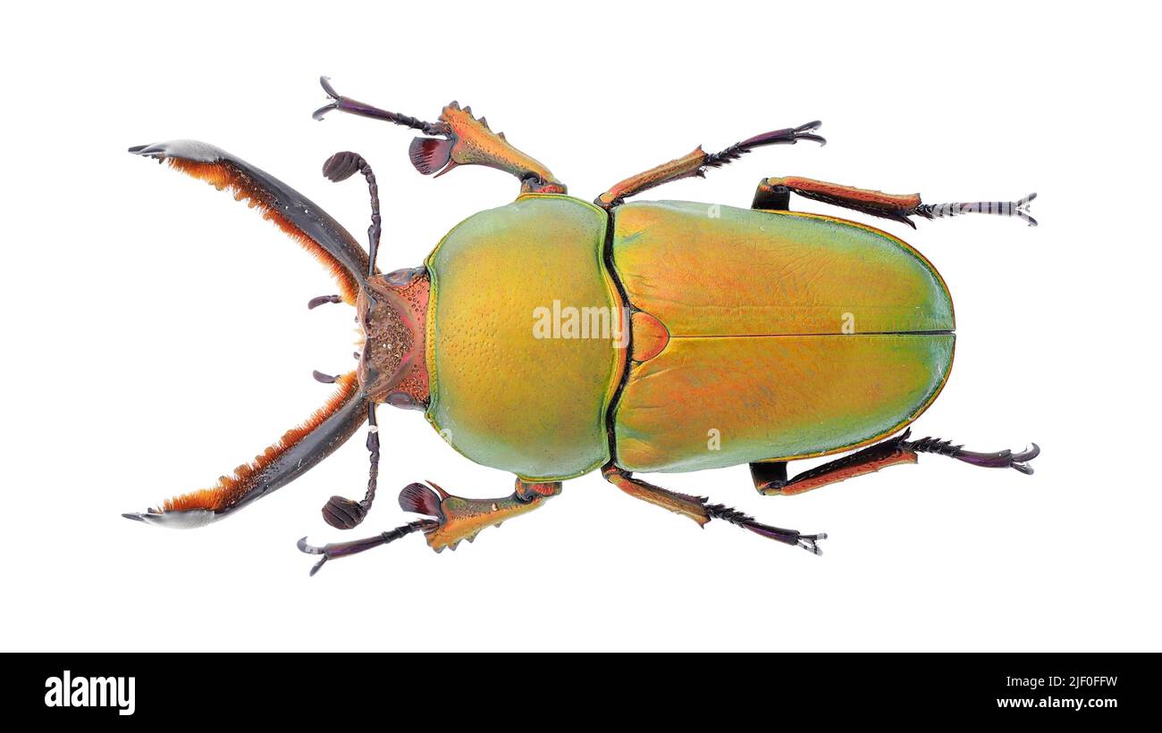 Insect collection of a stag beetle specimen isolated on white ...
