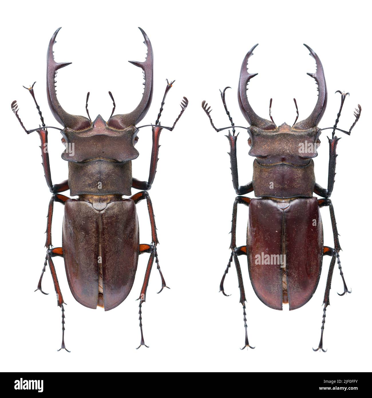 Insect collection of a stag beetle specimen isolated on white ...