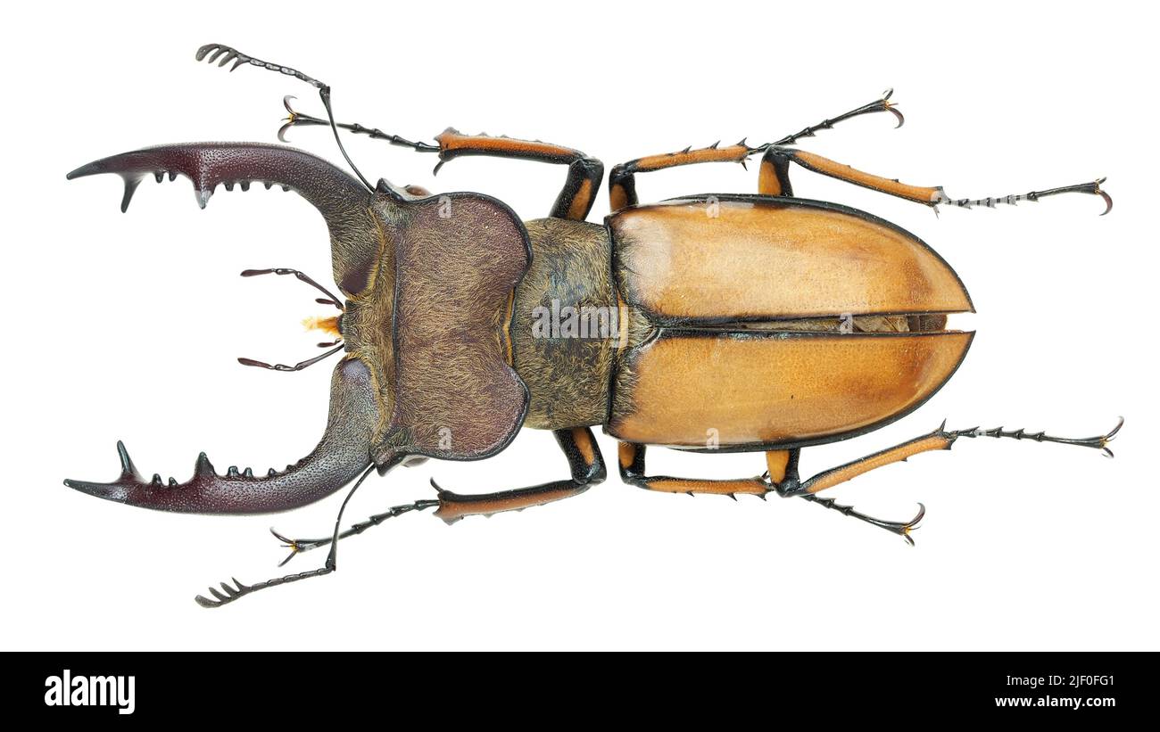 Insect collection of a stag beetle specimen isolated on white ...