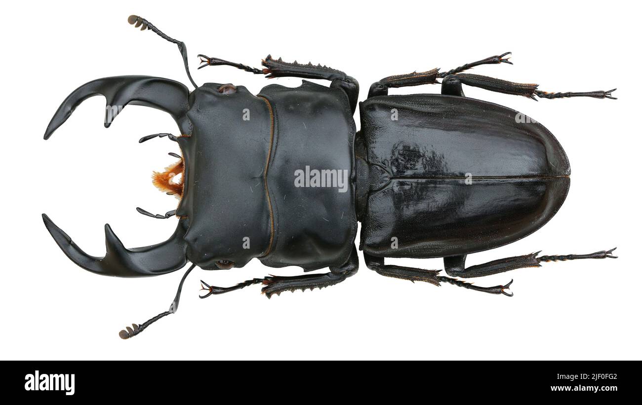 Insect collection of a stag beetle specimen isolated on white ...