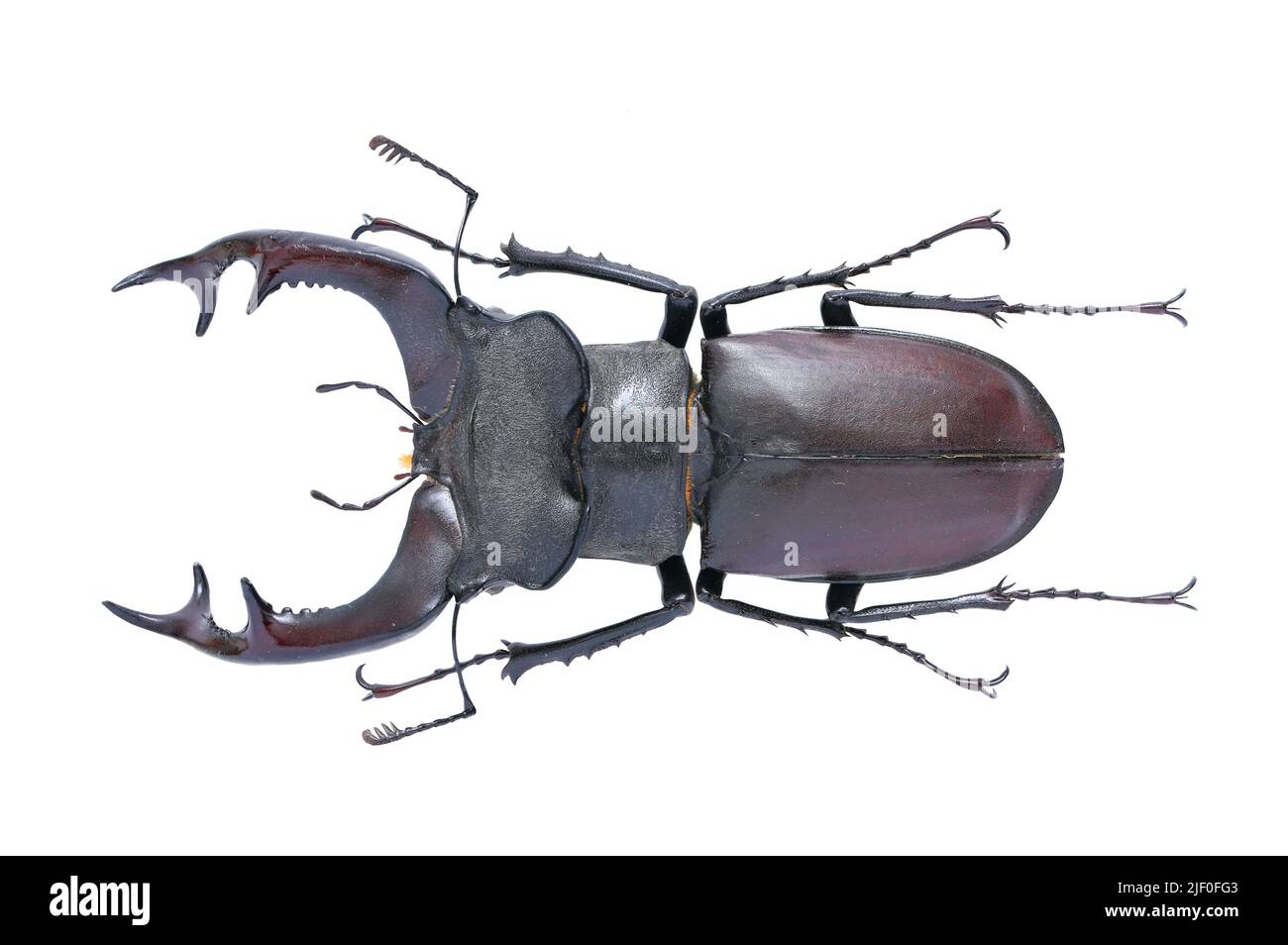 Insect collection of a stag beetle specimen isolated on white ...