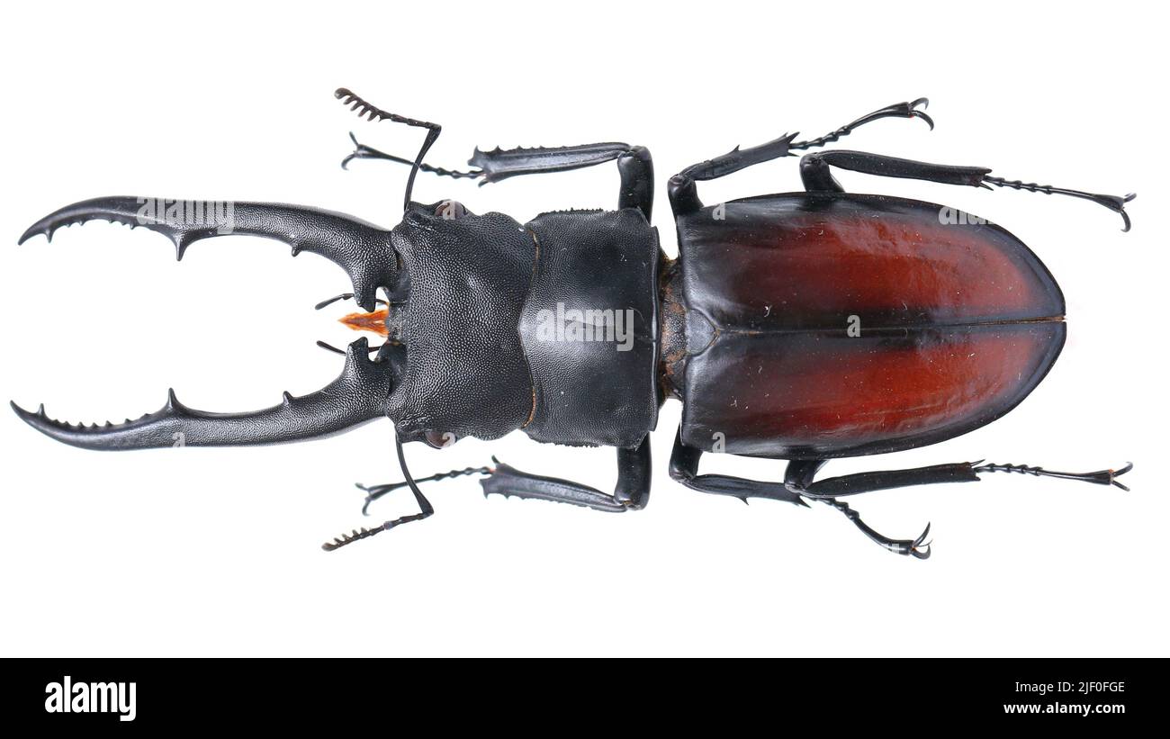 Insect collection of a stag beetle specimen isolated on white ...