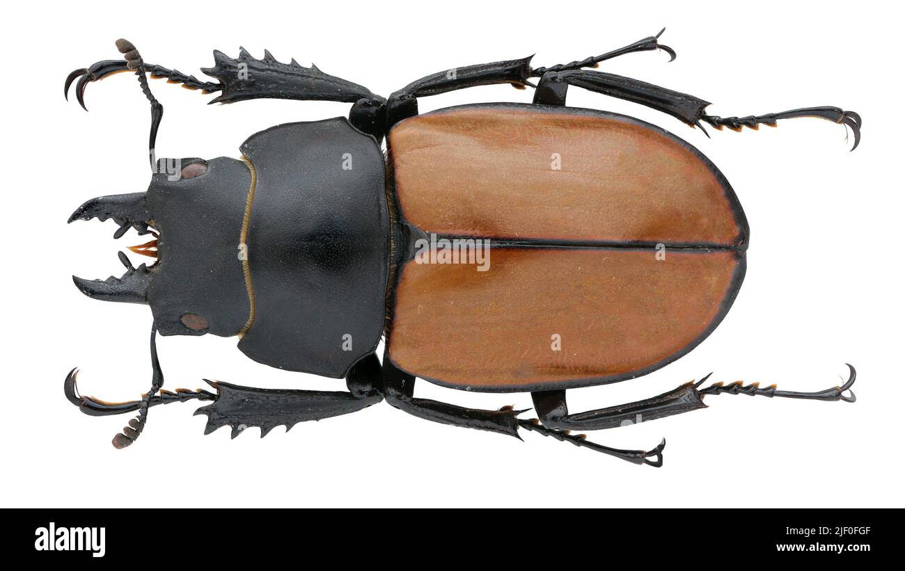 Insect collection of a stag beetle specimen isolated on white ...
