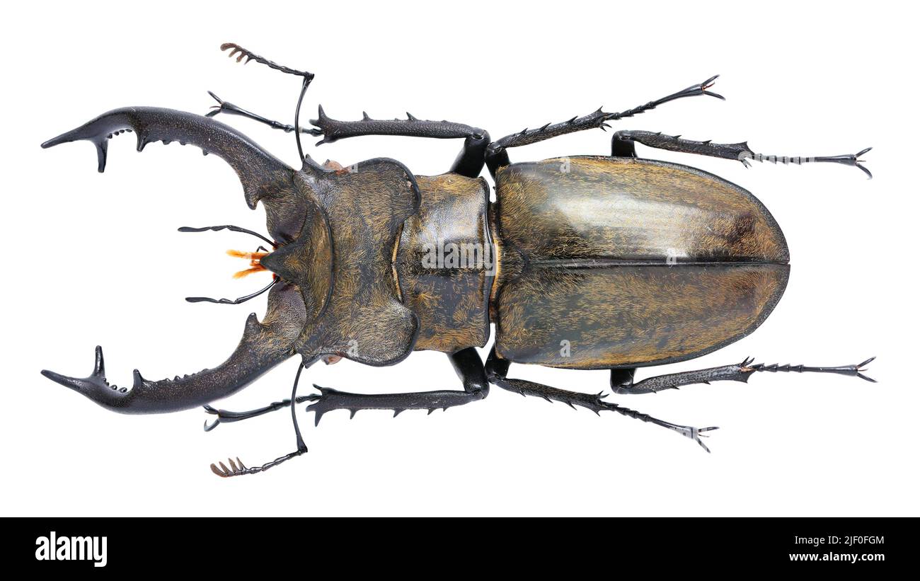 Insect collection of a stag beetle specimen isolated on white ...