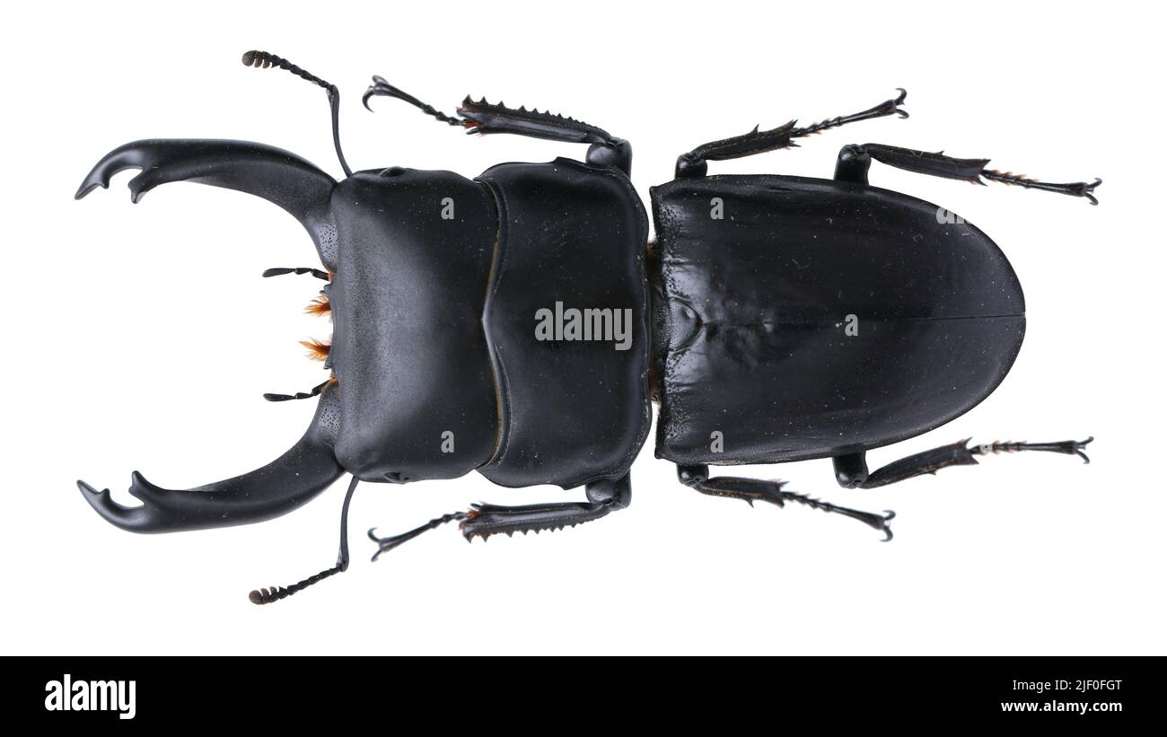 Insect collection of a stag beetle specimen isolated on white ...