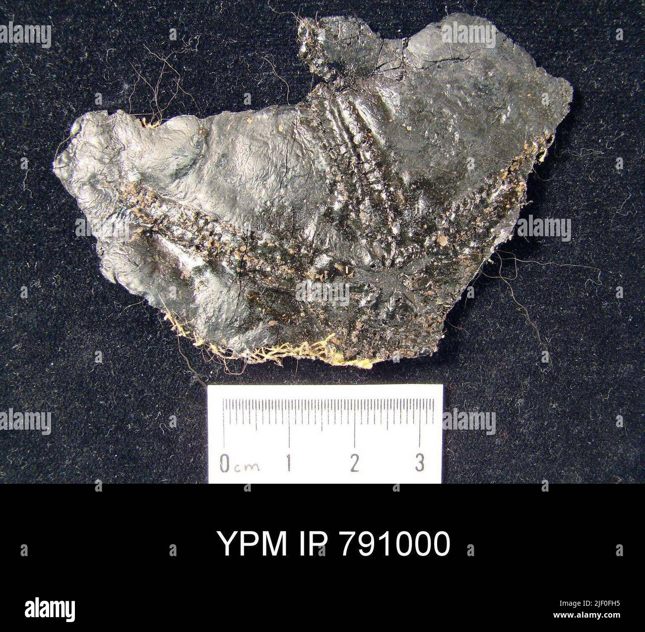 1903 animalia hi-res stock photography and images - Alamy