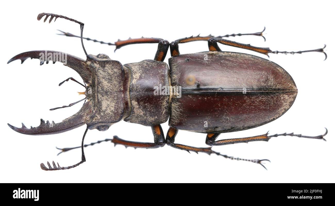 Insect collection of a stag beetle specimen isolated on white ...