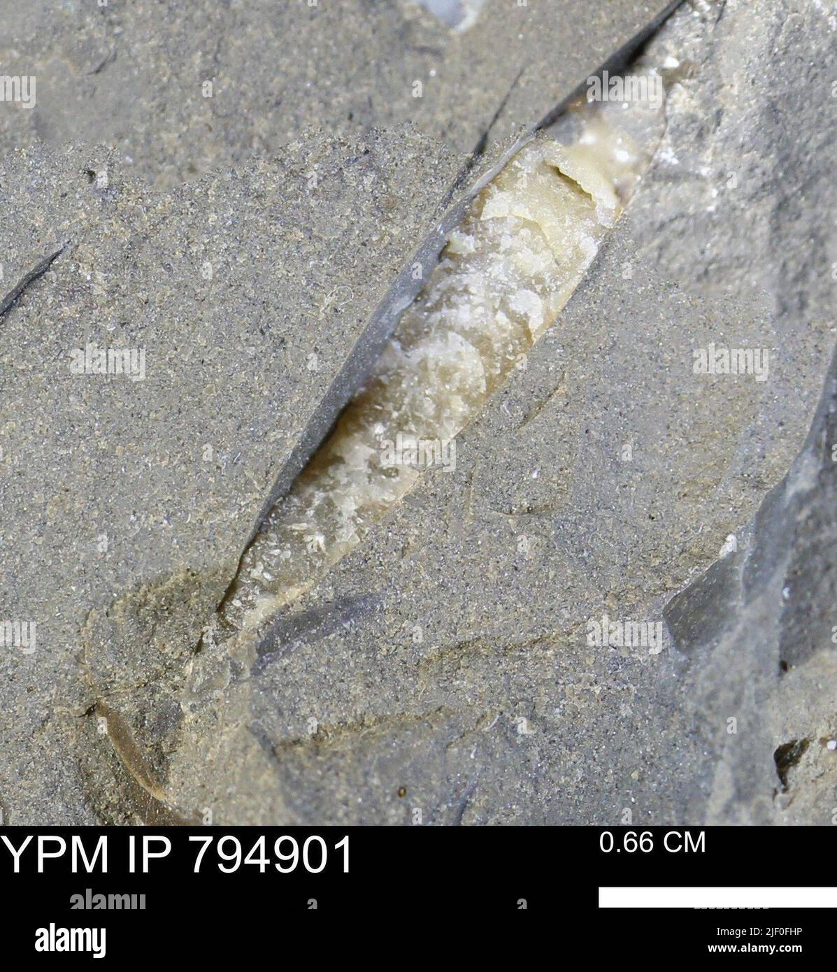 Sphenodiscus sp hi-res stock photography and images - Alamy