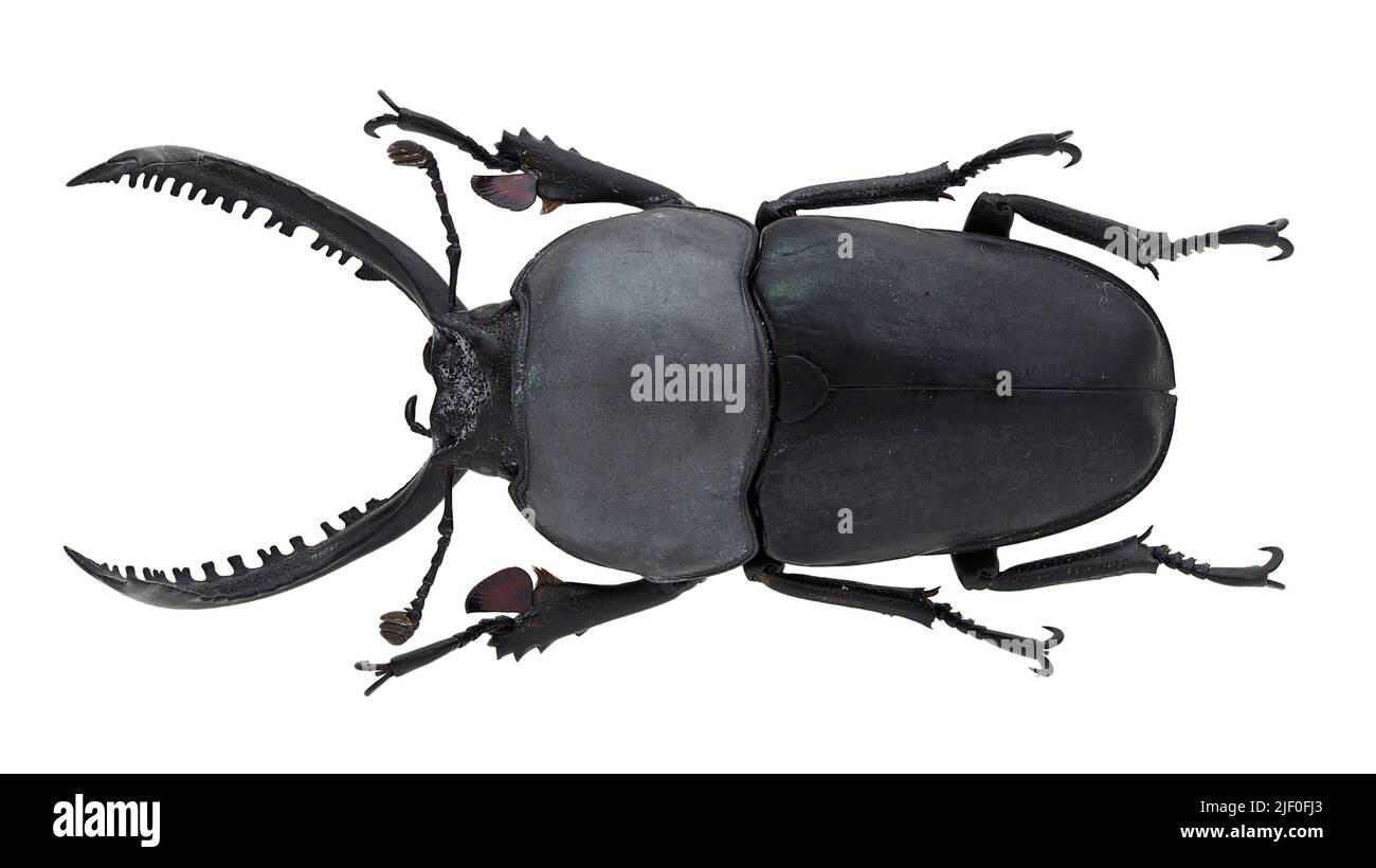 Insect collection of a stag beetle specimen isolated on white ...