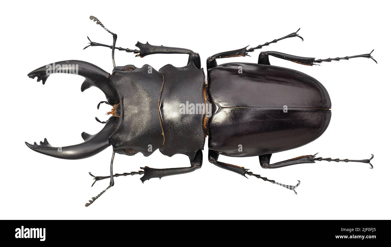 Insect collection of a stag beetle specimen isolated on white ...