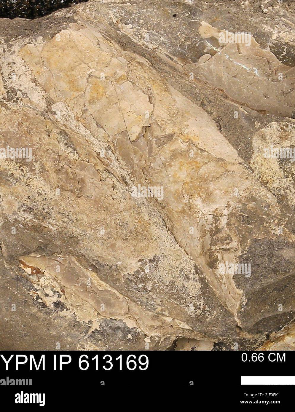 Baculites sp animalia hi-res stock photography and images - Alamy