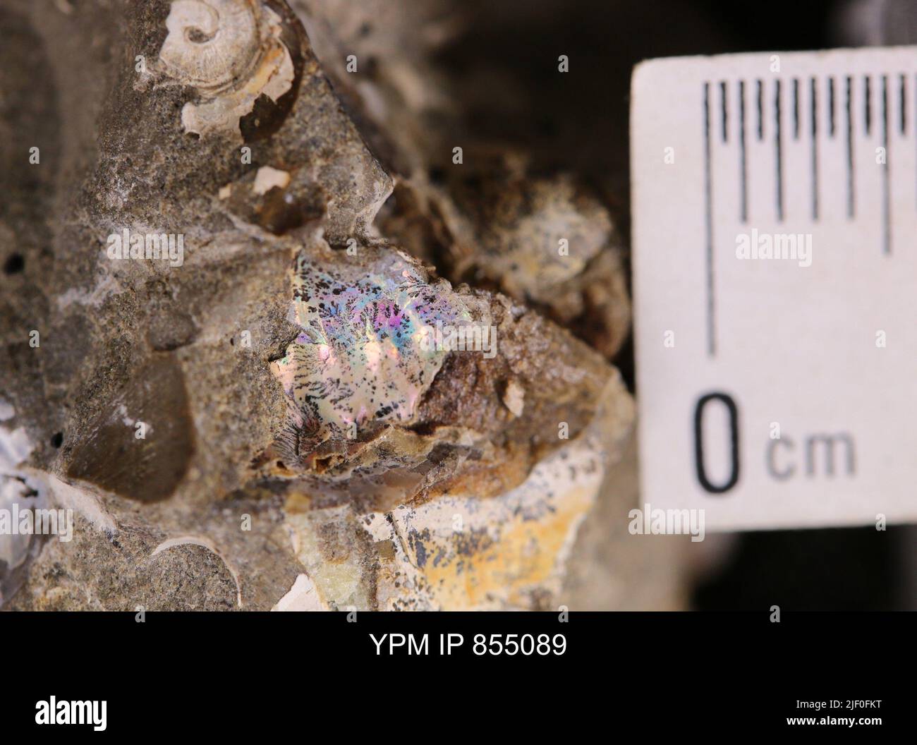 Scaphitidae hi-res stock photography and images - Alamy