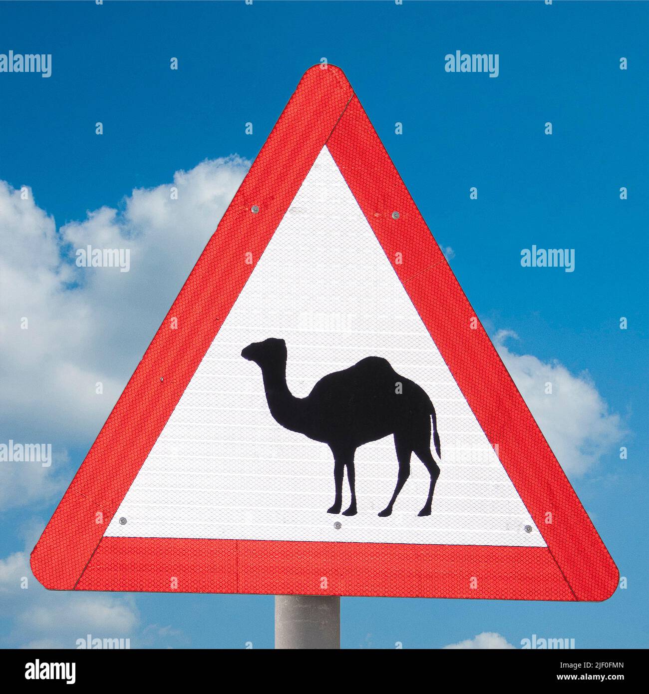 Traffic sign Attention crossing camels Stock Photo - Alamy