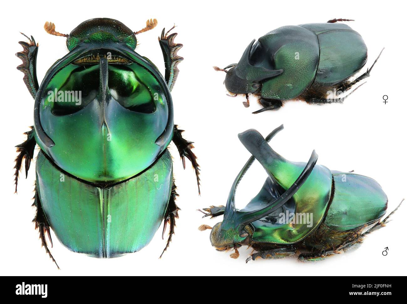 Insect collection of dung beetles (Scarabaeinae) specimen isolated on ...