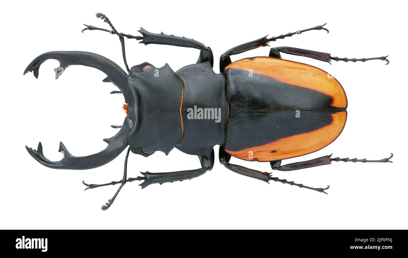 Insect collection of a stag beetle specimen isolated on white ...